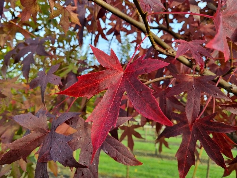 Amberboom 'Worplesdon', Liquidambar styraciflua 'Worplesdon' kopen